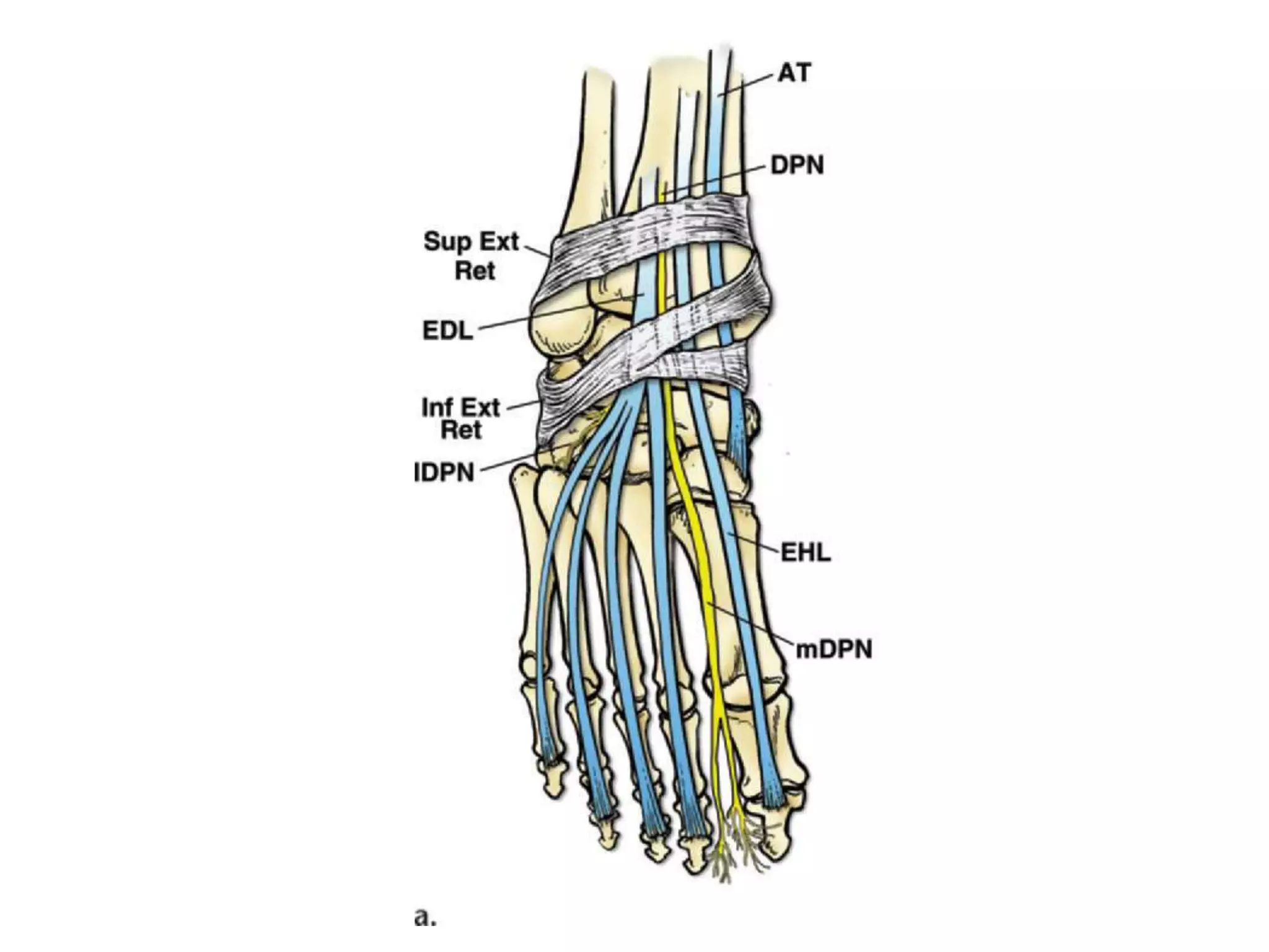 Updated Musculoskeletal US Examination of the Foot | PPT