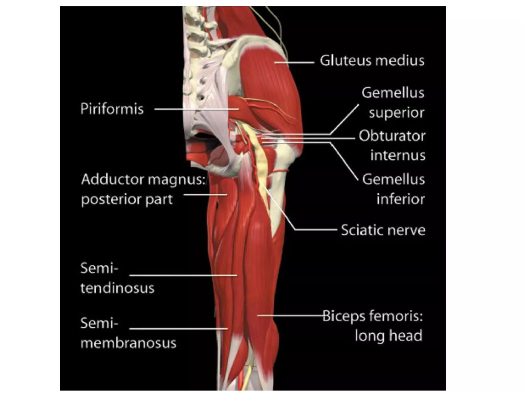 Updated Musculoskeletal US Examination of the Hip | PPTX