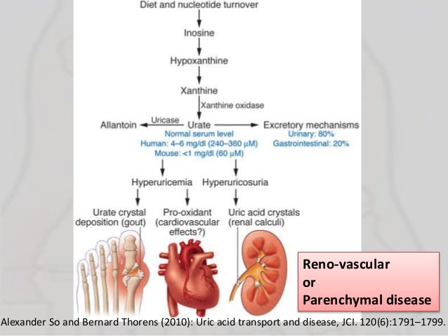 Updated hyperuricemia