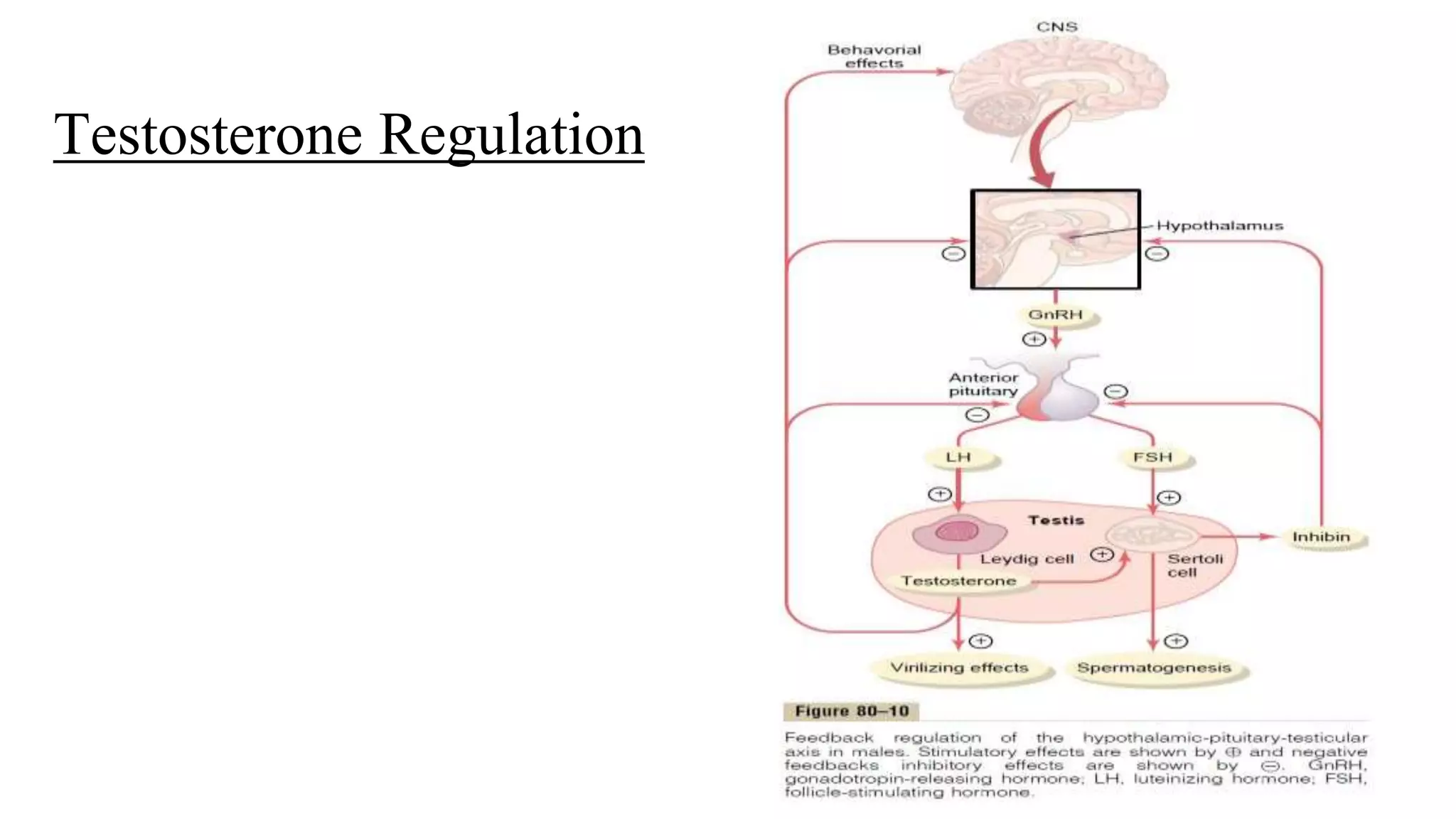 Endocrine functions of the testes | PPTX