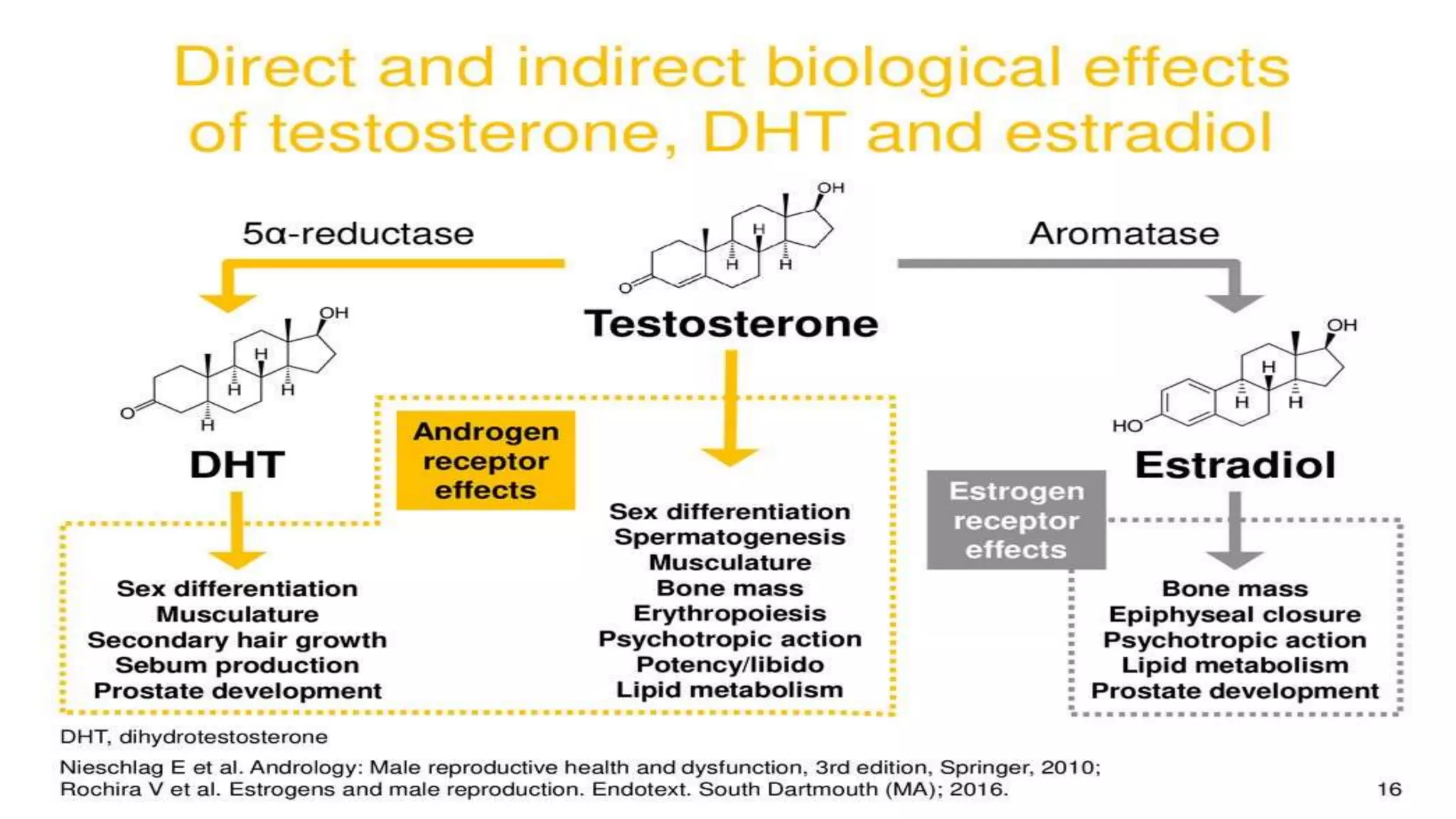 Endocrine functions of the testes | PPTX