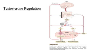 Endocrine functions of the testes | PPTX
