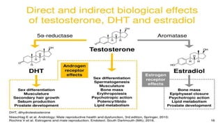 Endocrine functions of the testes | PPTX