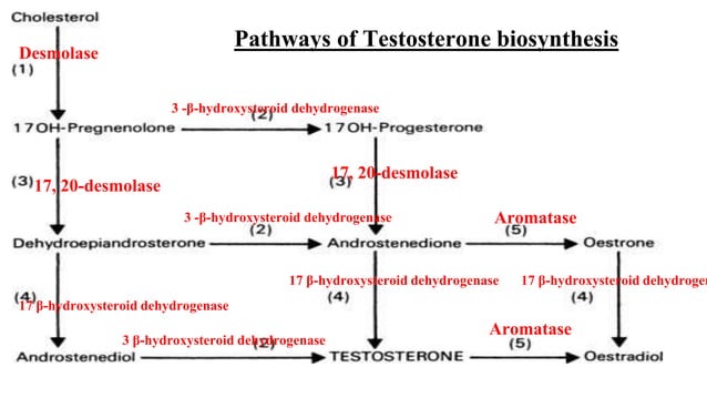 Endocrine functions of the testes | PPTX | Hormonal Disorders ...