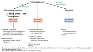 Endocrine functions of the testes | PPTX