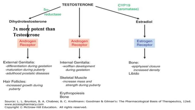 Endocrine functions of the testes | PPTX | Hormonal Disorders ...