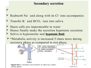 lecture :Physiology of salivary gland secretion | PPSX