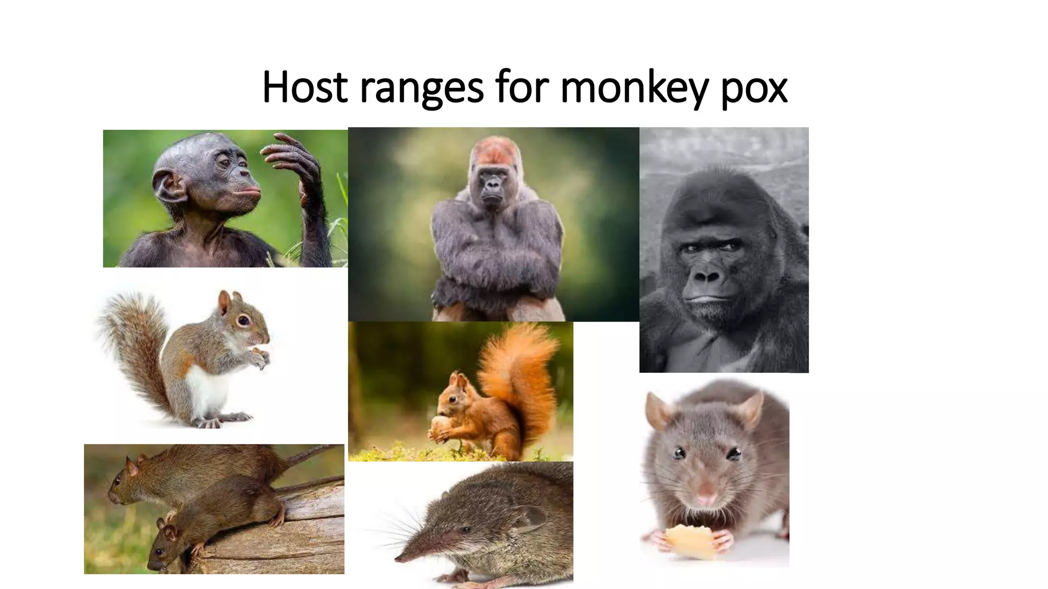 MPX presentation 2.pptx