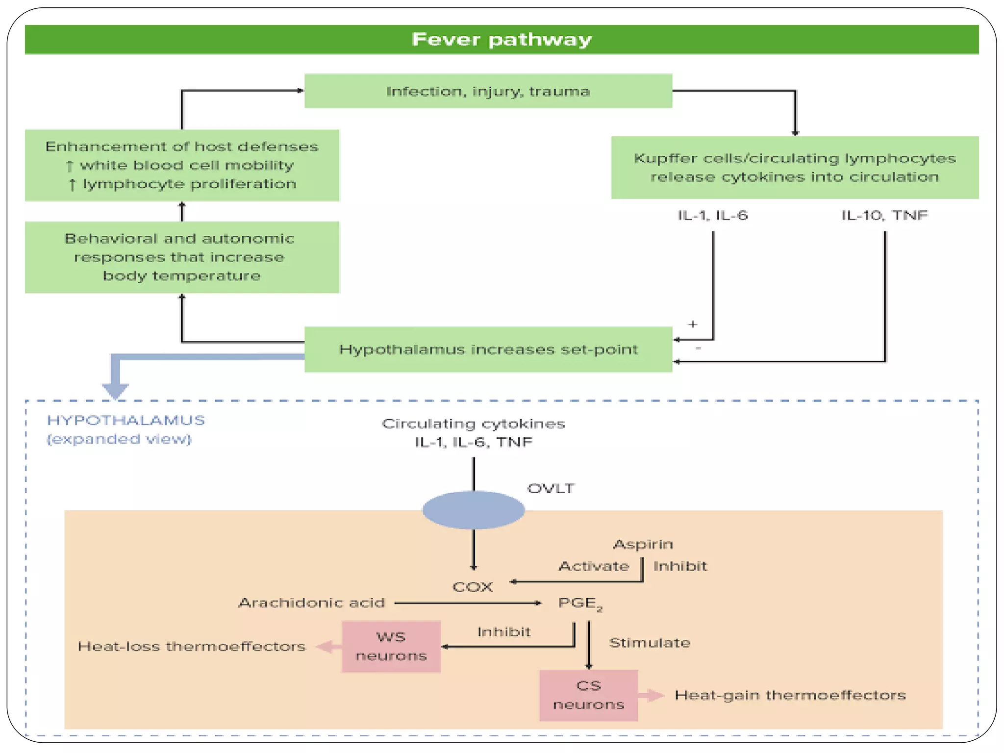 FEBRILE NEUTROPAENIA IN PAEDIATRICS | PPTX