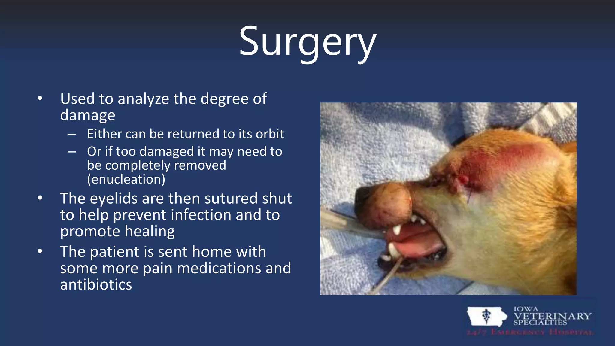 Eye Proptosis in your pet | PPT