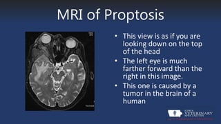 Eye Proptosis in your pet | PPTX | Eye and Vision Conditions | Diseases ...