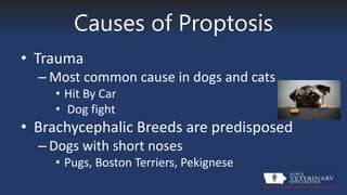 Eye Proptosis in your pet | PPTX | Eye and Vision Conditions | Diseases ...