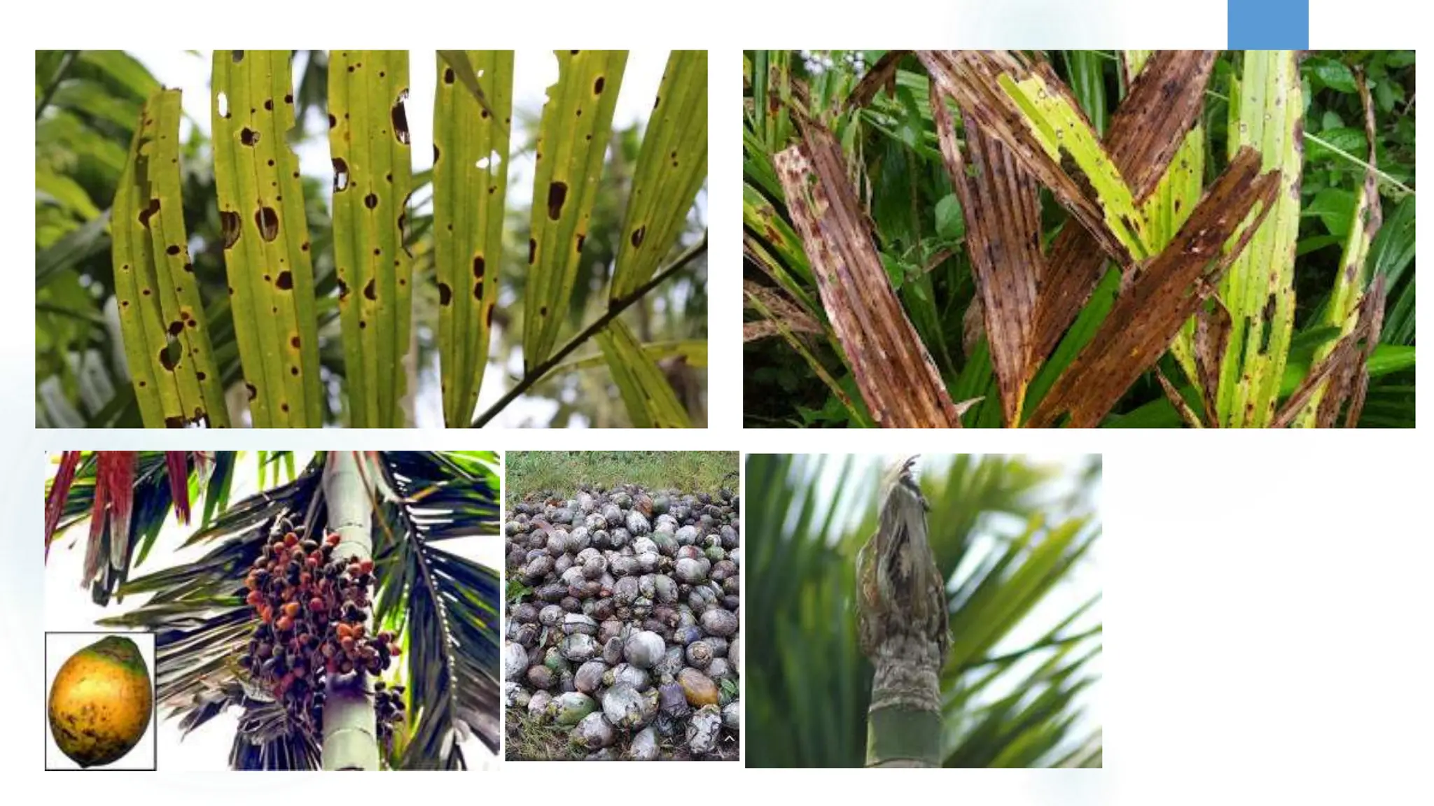 Updatedreview2an Improved Convolutional Neural Network Model For