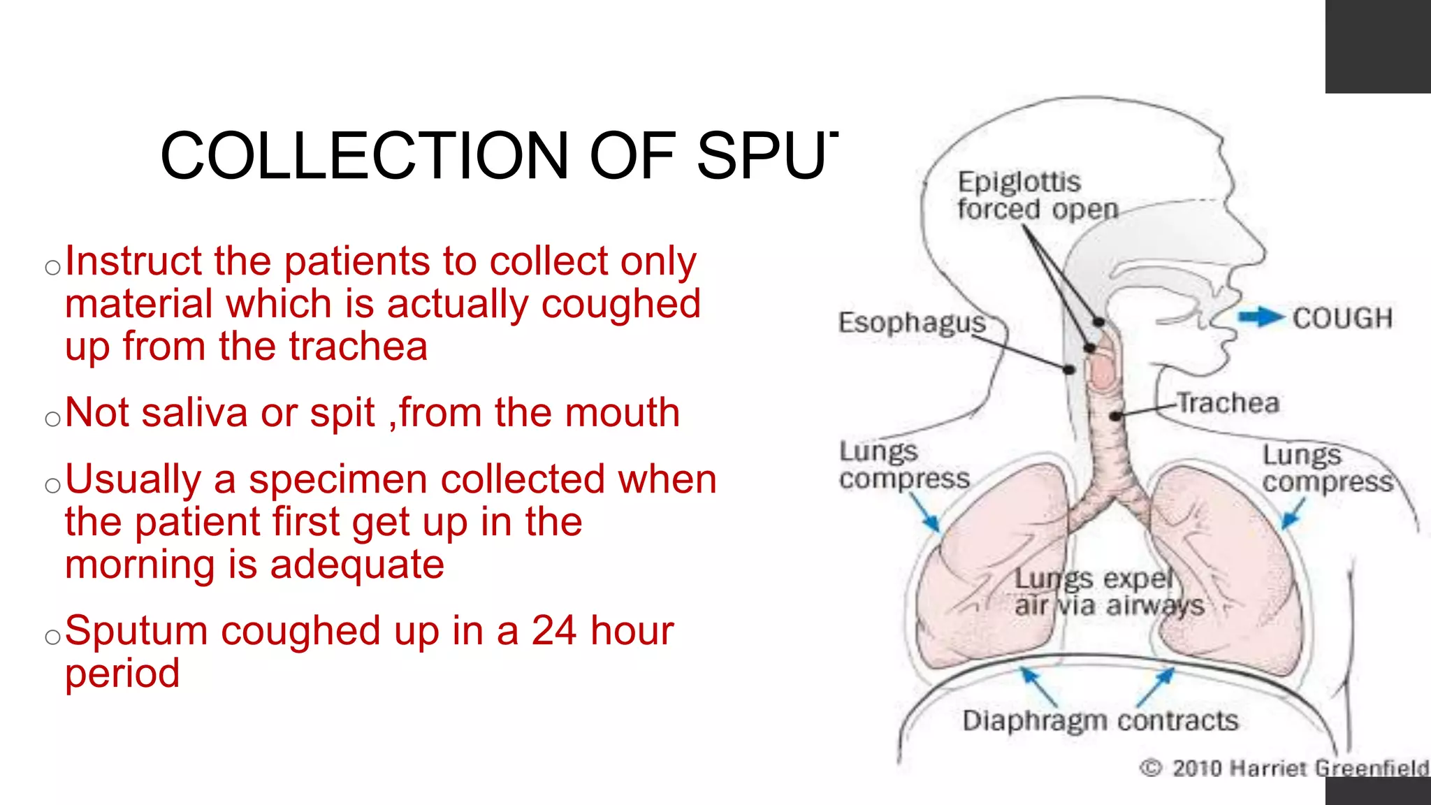sputum | PPTX
