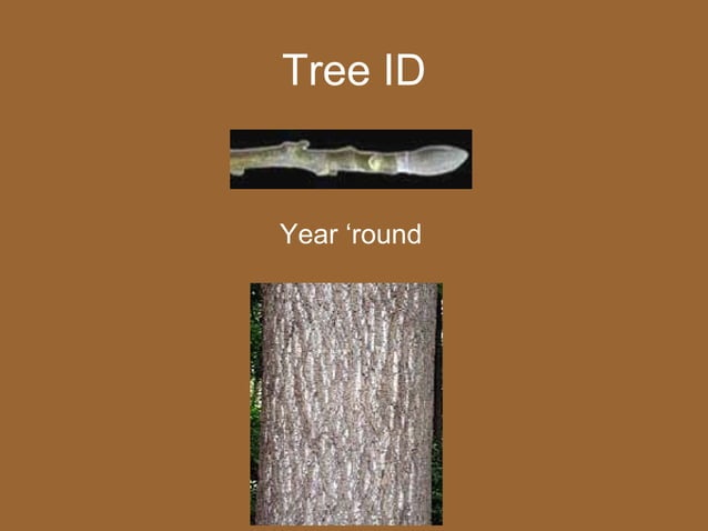 Updated summer tree id practice cyber | PPT