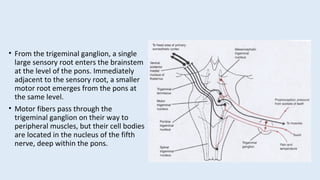 Updated trigeminal neuralgia | PPT