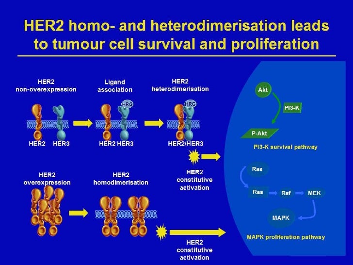 Update on HER2 testing