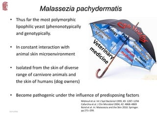 Update on malassezia associated skin diseases1 | PDF