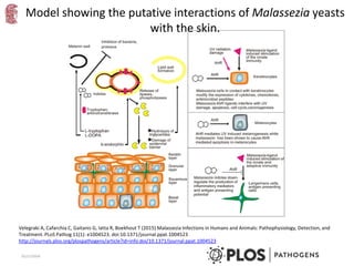 Update on malassezia associated skin diseases1 | PDF