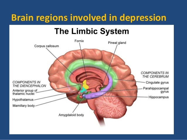 Neurobiology of depression Neurobiology of depression