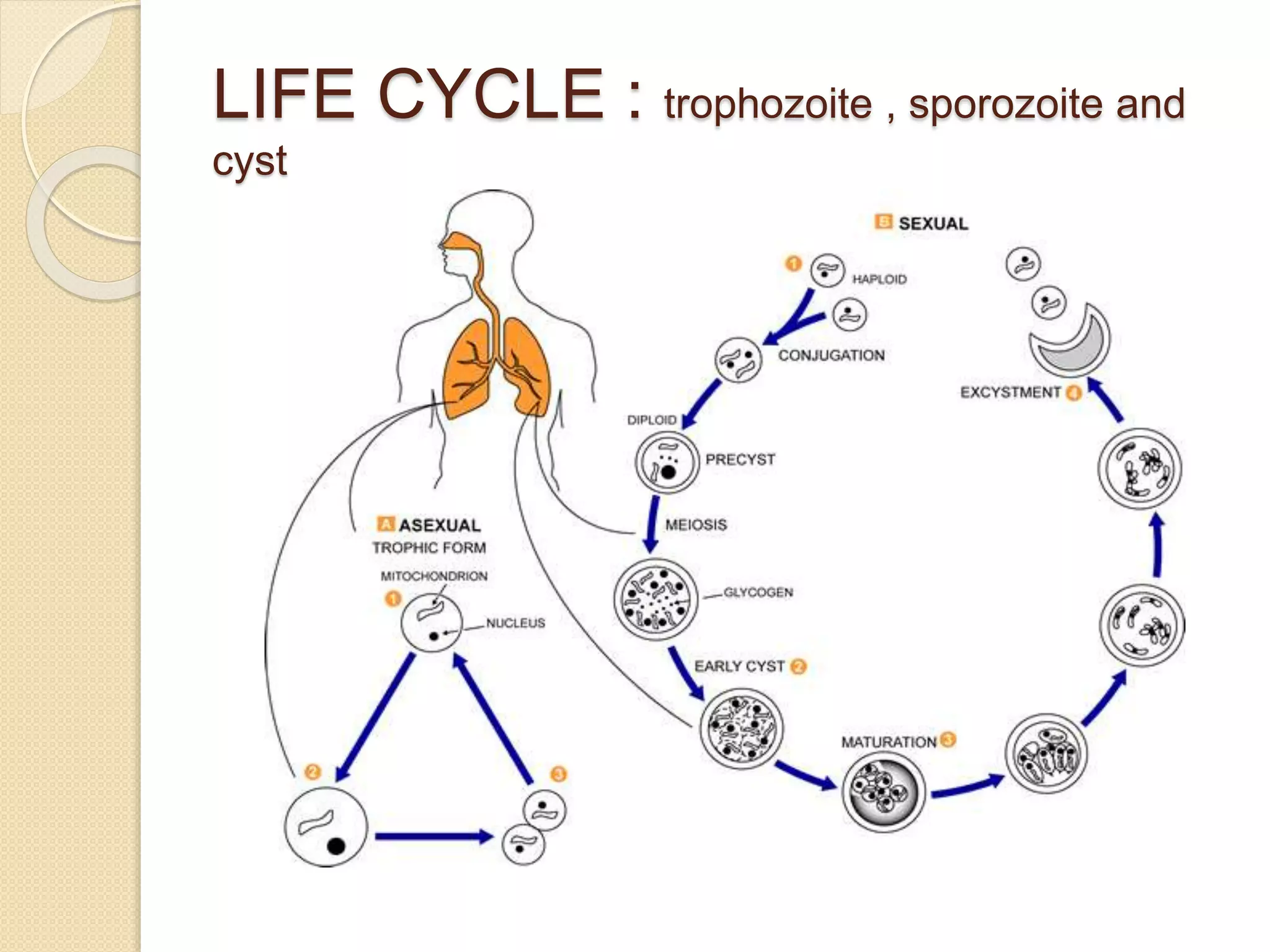 pneumocystis pneumonia | PPTX