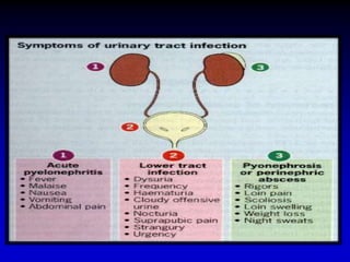 Updates of Urinary Tract Infection In Diabetic Females | PPTX