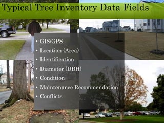 Updating Your Tree Inventory | PPT