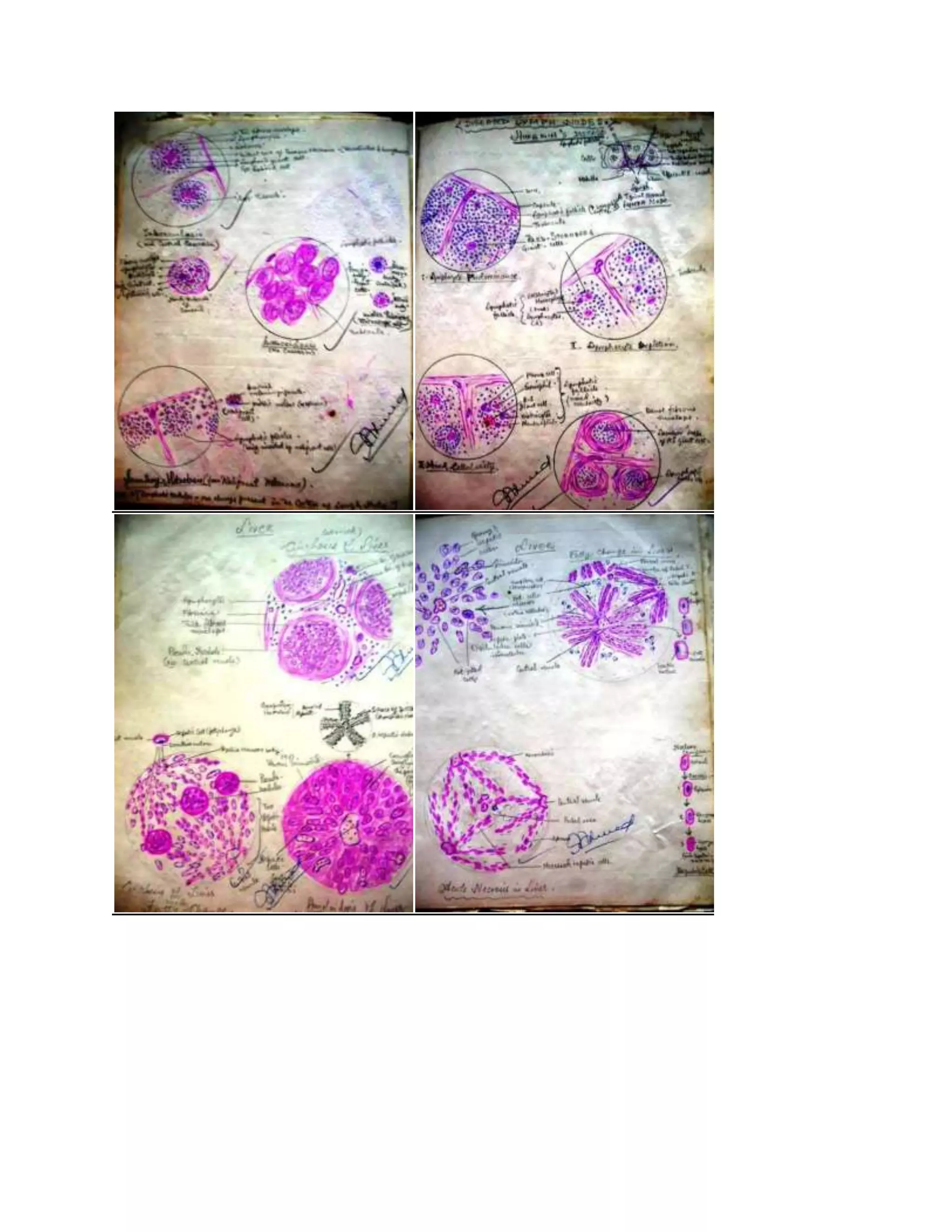 $Uper $lide $hare of my 1st year mbbs histology haematoxylin--eosin color $lides=nq | PDF