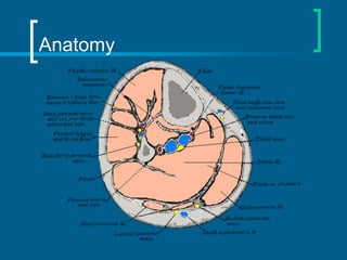 Uper n middle third leg defects | PPTX