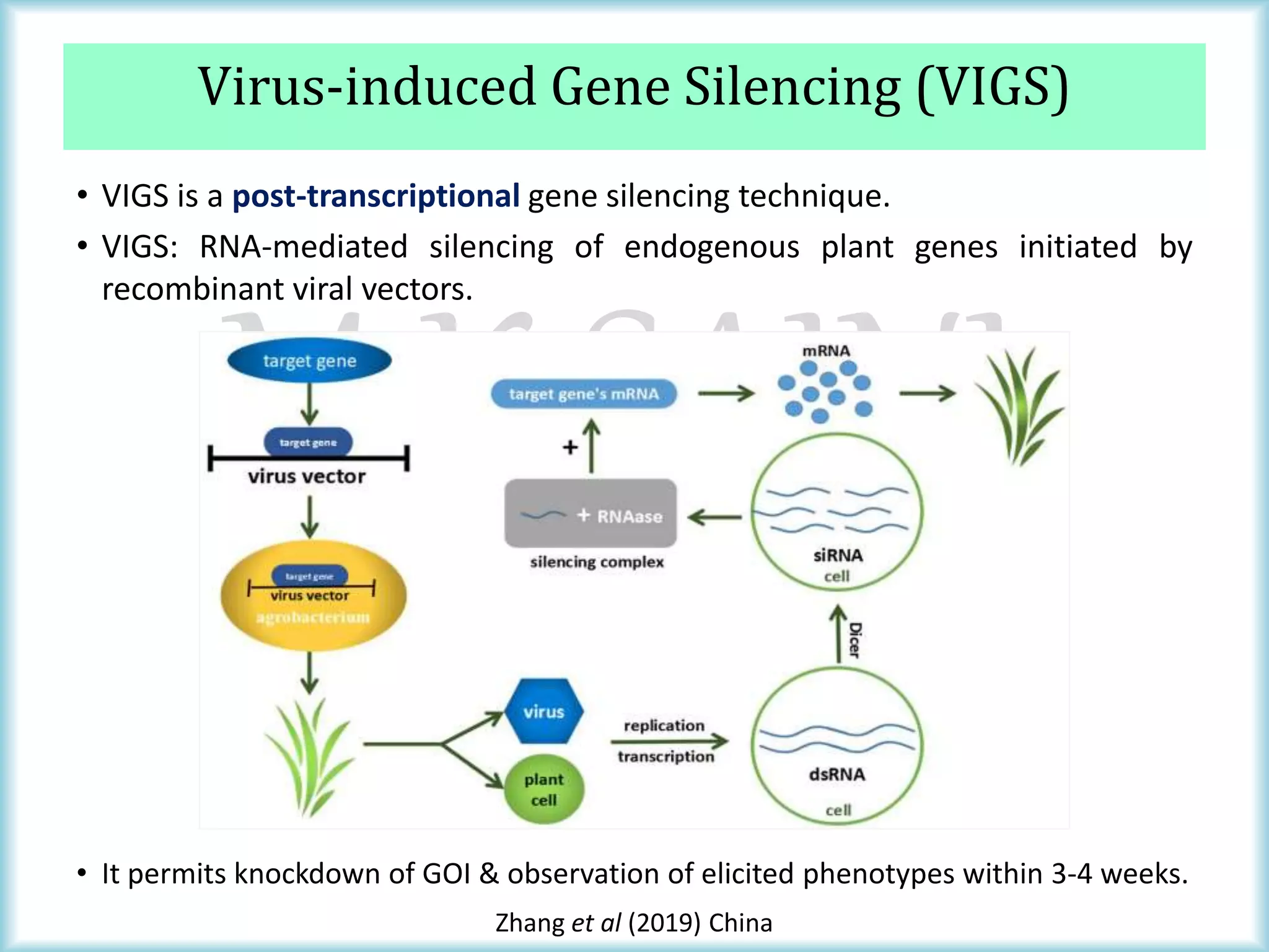 Gene Silencing in Fruit Crops | PPTX