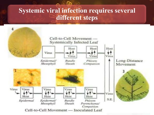Plant Virus Infection Cycle and Synthesis | PPTX