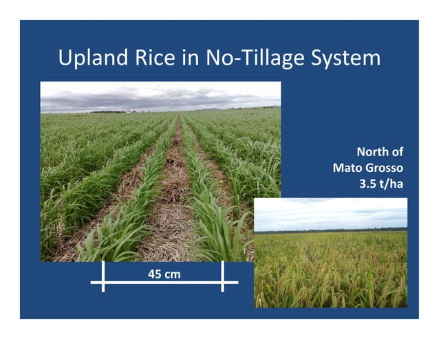 Upland rice breeding_brazil | PPT