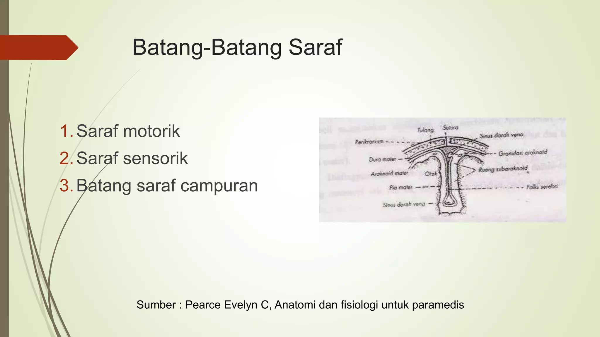 Susunan Saraf Pusat | PPTX