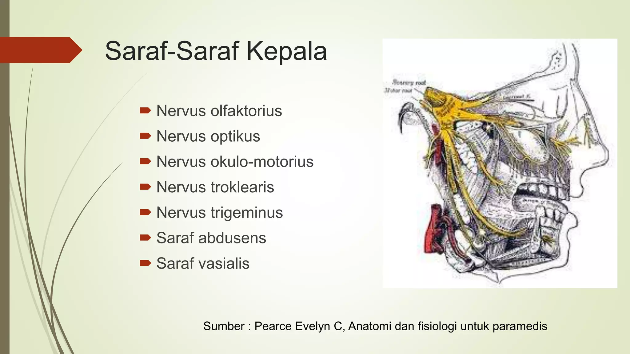 Susunan Saraf Pusat | PPTX
