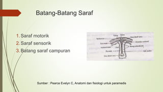 Susunan Saraf Pusat | PPTX