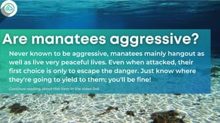 Are manatees dangerous? Here is what I found out | PPT