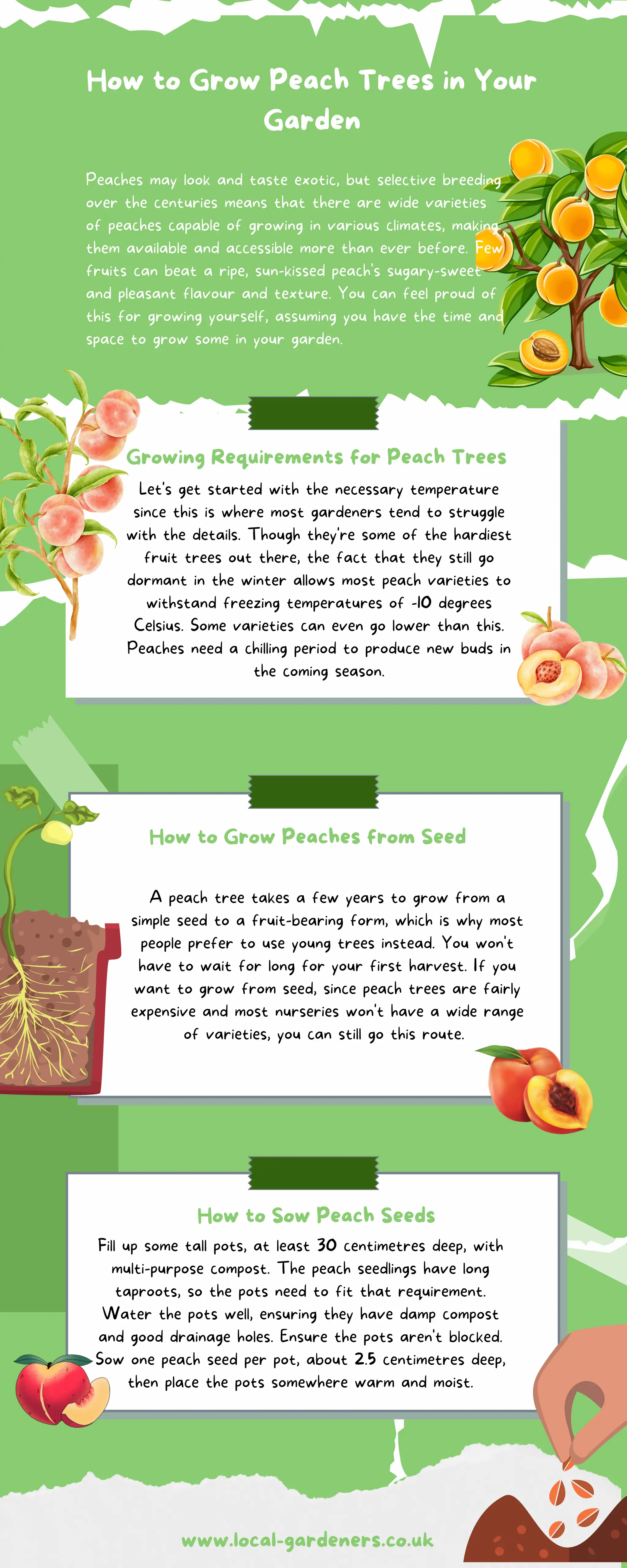 How to Grow Peach Trees in Your Garden | PDF