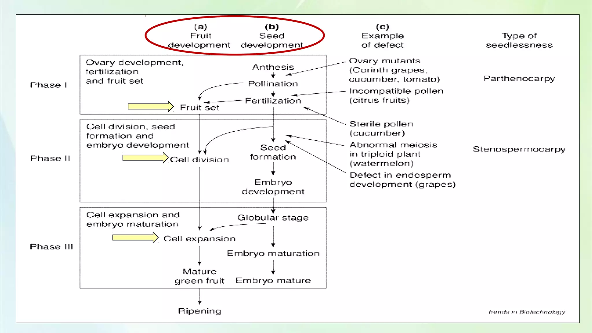 Parthenocarpy | PPT