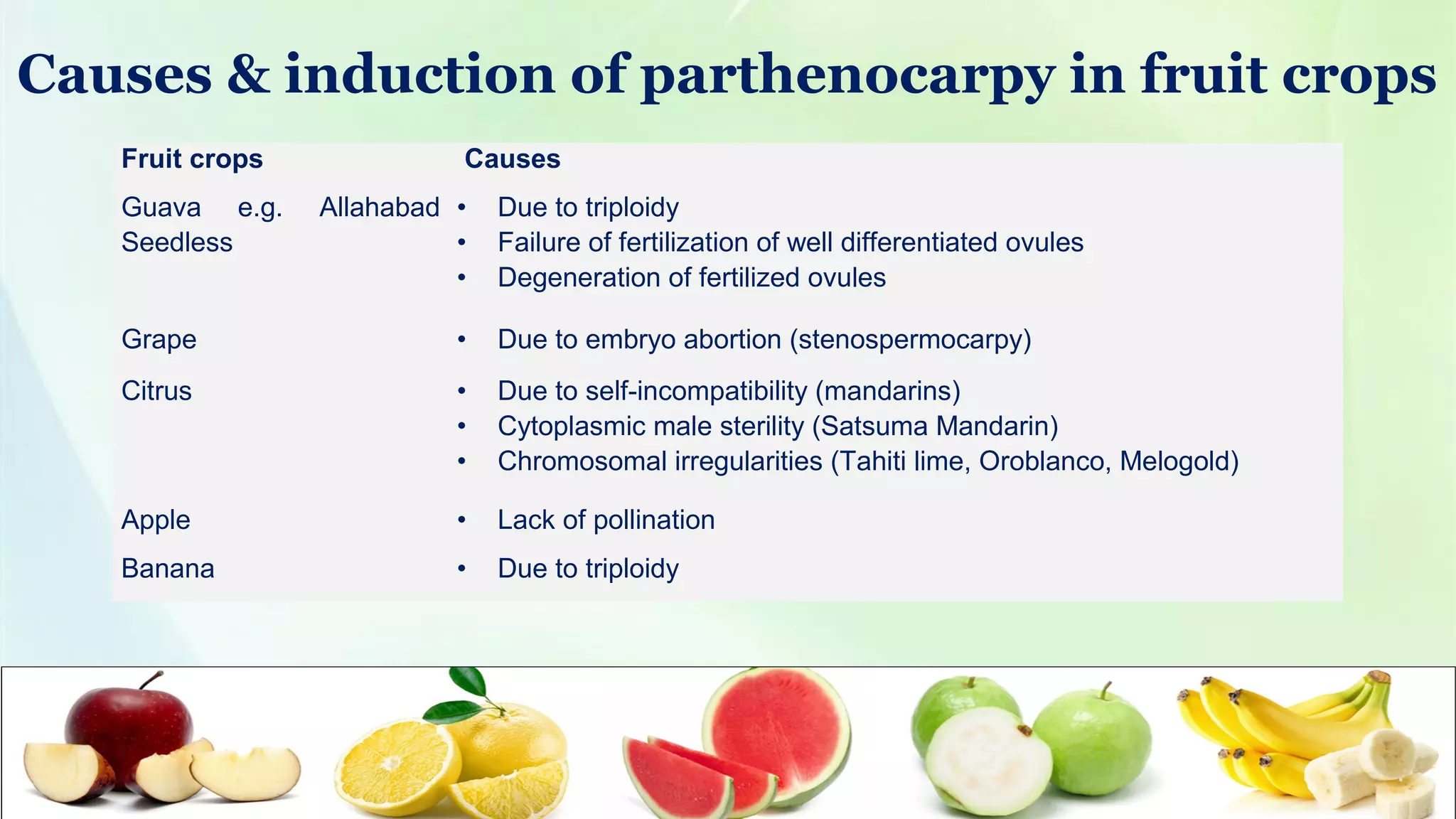 Parthenocarpy | PPT