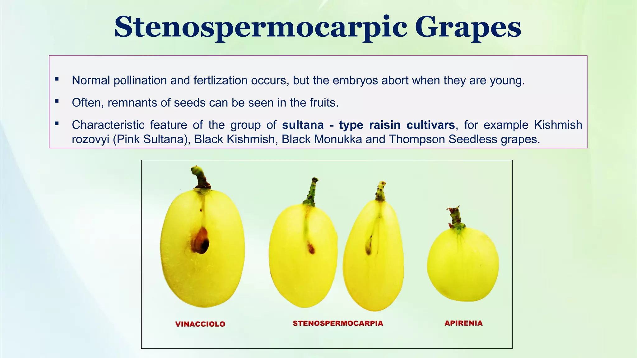Parthenocarpy | PPT