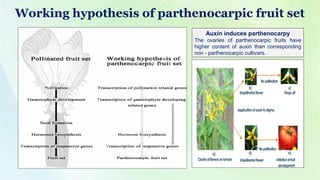 Parthenocarpy | PPT