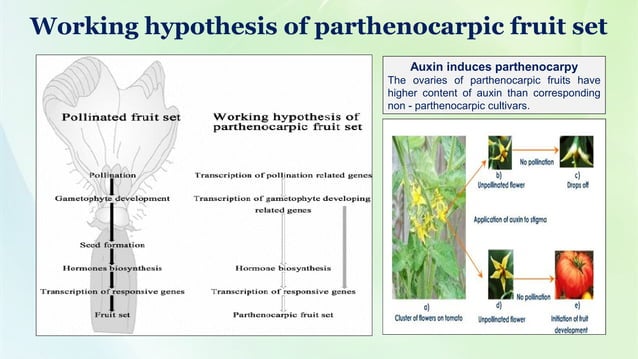 Parthenocarpy | PPT