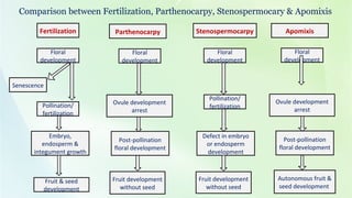 Parthenocarpy | PPT