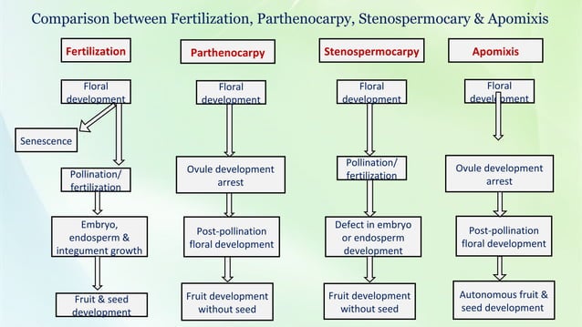 Parthenocarpy | PPT