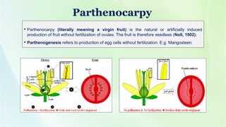 Parthenocarpy | PPT