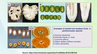 Parthenocarpy | PPT