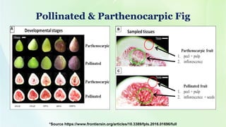 Parthenocarpy | PPT