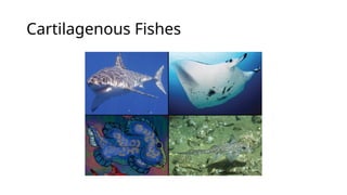In short introduction of cartilagenous and bony fishes.pptx
