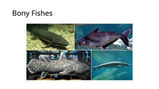 In short introduction of cartilagenous and bony fishes.pptx