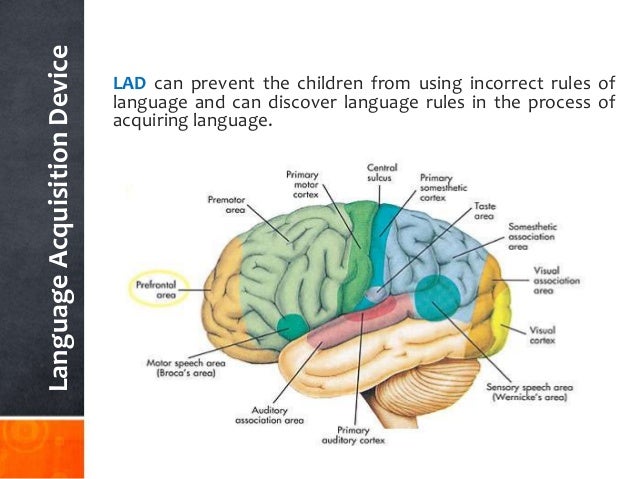 Intro. to Linguistics_16 Psycholinguistics 2 (Language Acquisition)